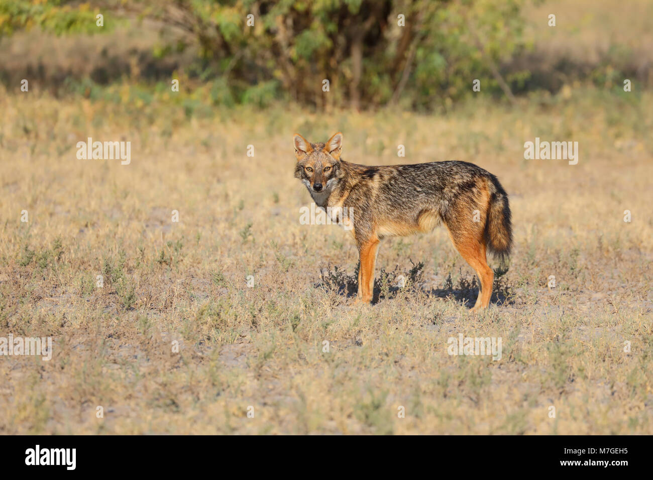Adult Golden Jackal (Canis aureus) presumably of the nominate ...