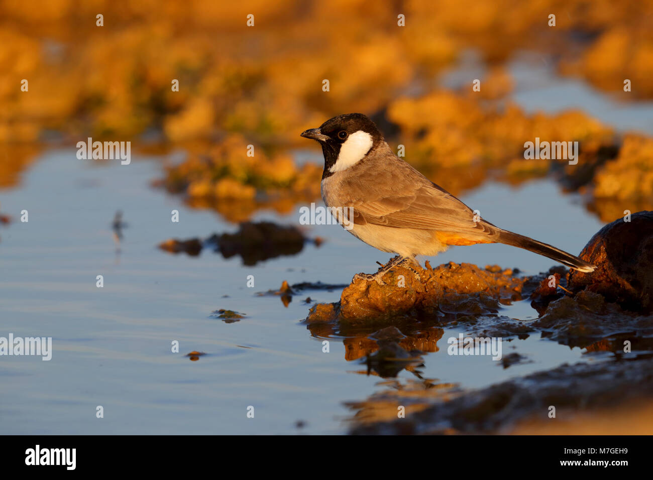 White eared bulbul pycnonotus leucotis hi-res stock photography and ...