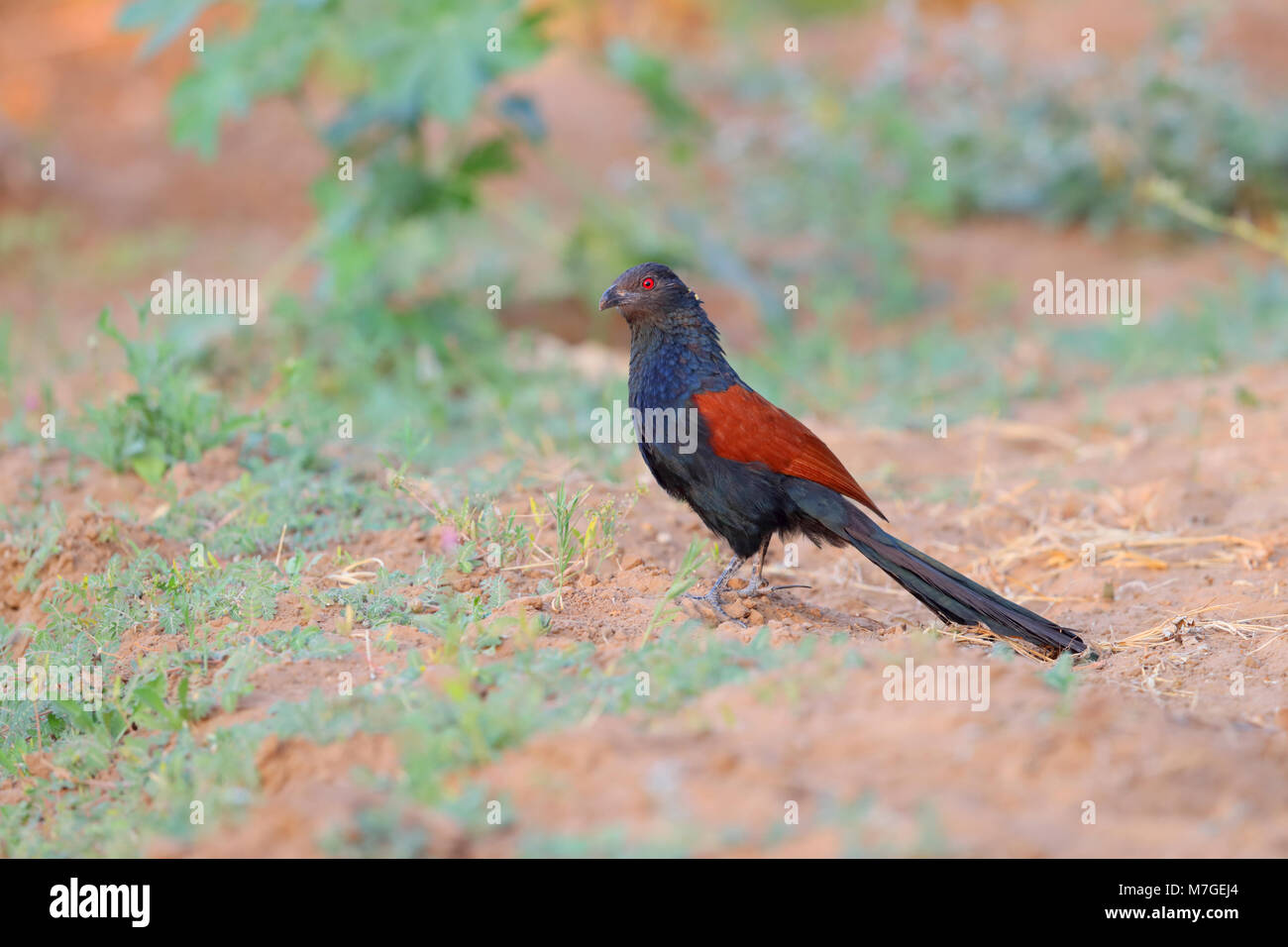 An adult Greater Coucal (Centropus sinensis) or crow pheasan foraging ...