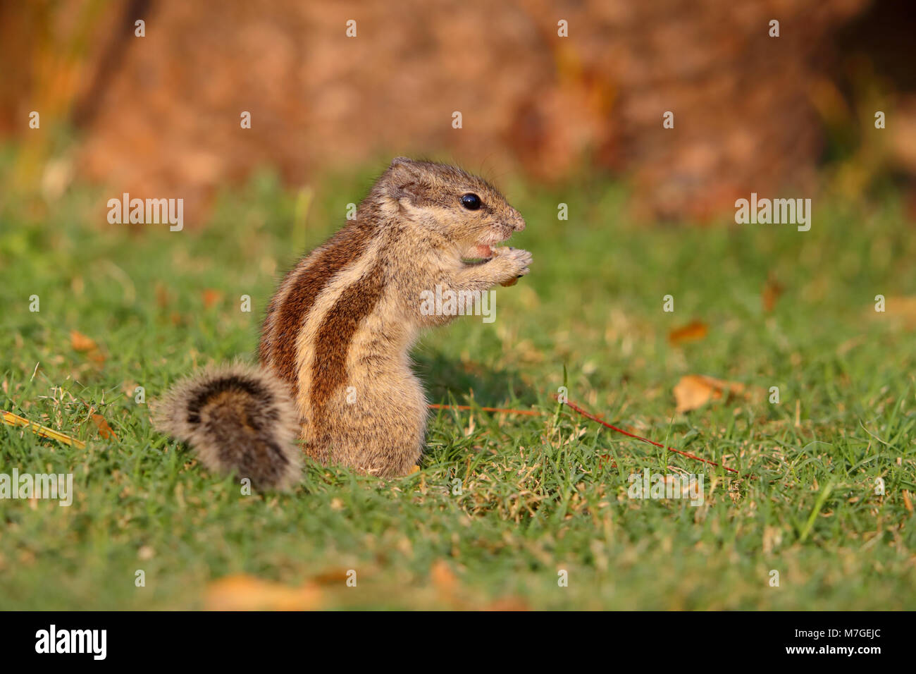 An adult Five-striped or Northern Palm Squirrel (Funambulus pennantii ...