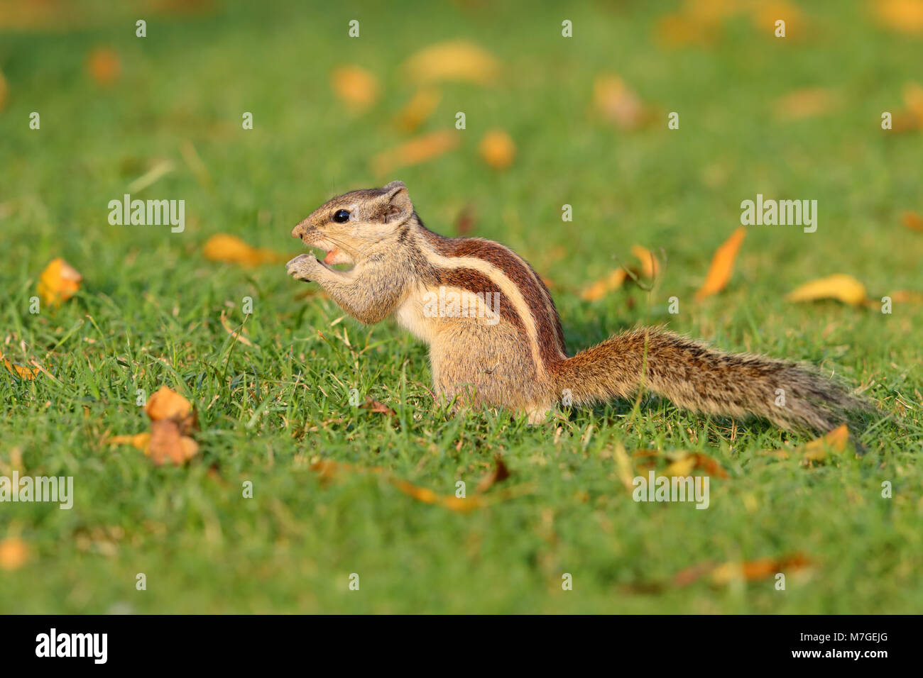 Palm squirrel five striped hi-res stock photography and images - Alamy