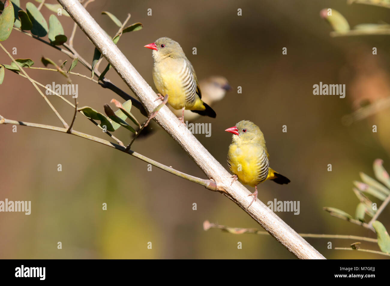 Red munia hi-res stock photography and images - Alamy