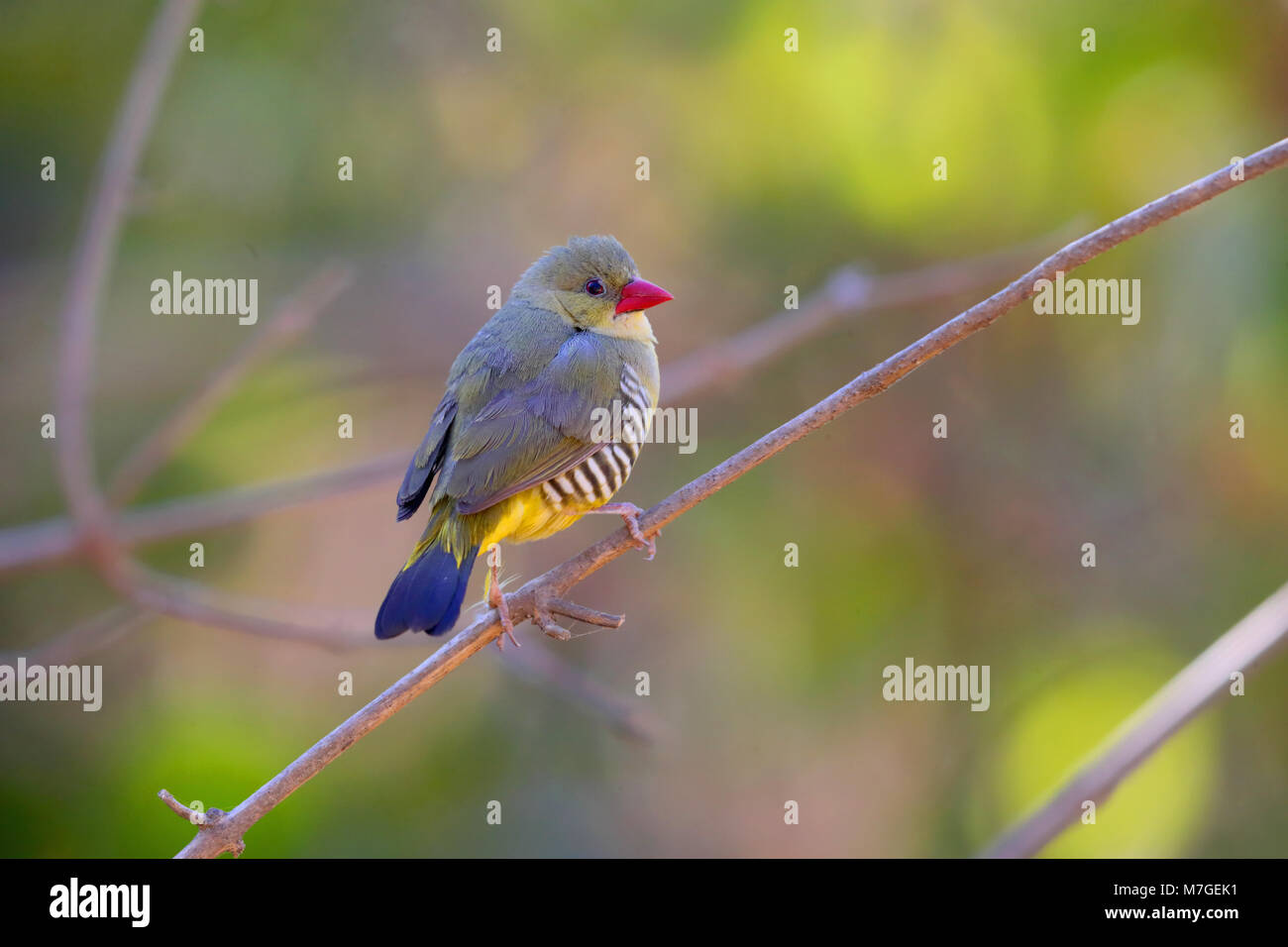 A male Green Avadavat or Green Munia (Amandava formosa) at the ...