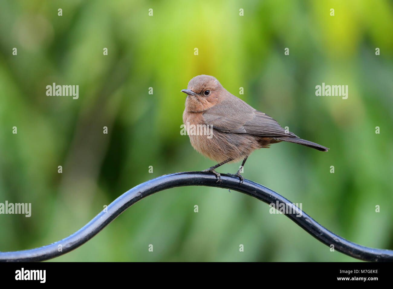 An adult Brown Rock Chat (Oenanthe fusca) bird perched in a garden in ...