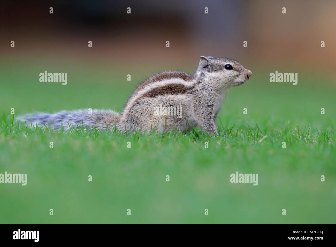 An adult Five-striped or Northern Palm Squirrel (Funambulus pennantii ...