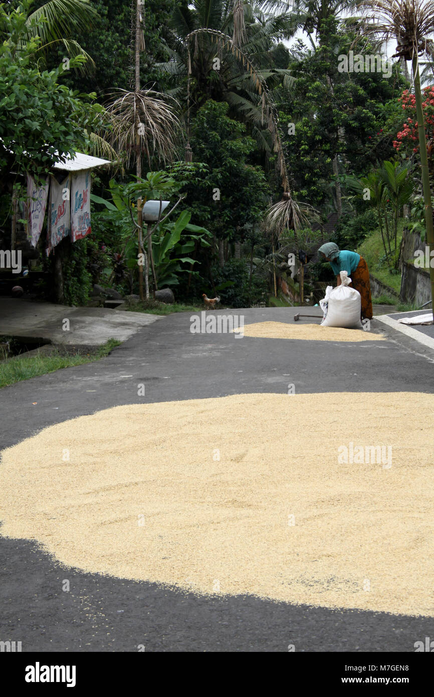 Rice drying on the street Stock Photo - Alamy