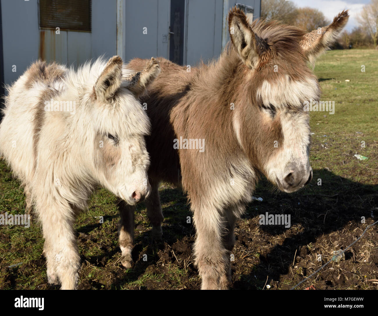 Handsome donkeys hi-res stock photography and images - Alamy