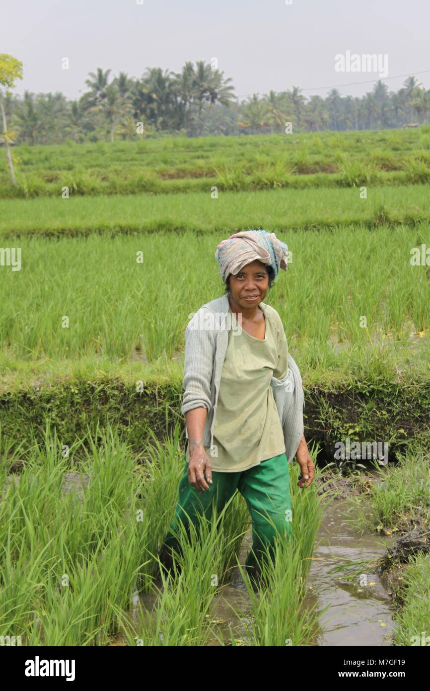 Woman is weeding in the rice fields Stock Photo - Alamy