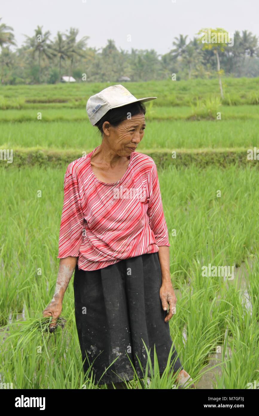 Woman is weeding in the rice fields Stock Photo - Alamy