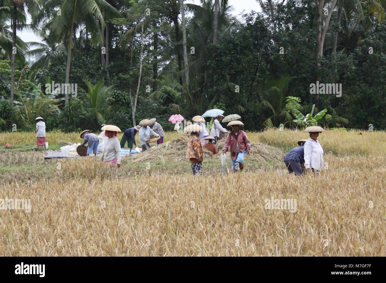 Women harvesting rice on the rice paddy Stock Photo - Alamy