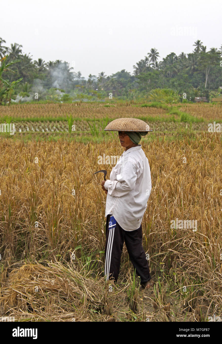Woman harvesting rice on the rice paddy Stock Photo - Alamy