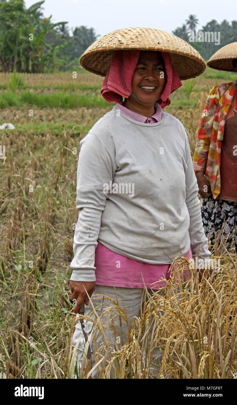 Woman harvesting rice on the rice paddy Stock Photo - Alamy