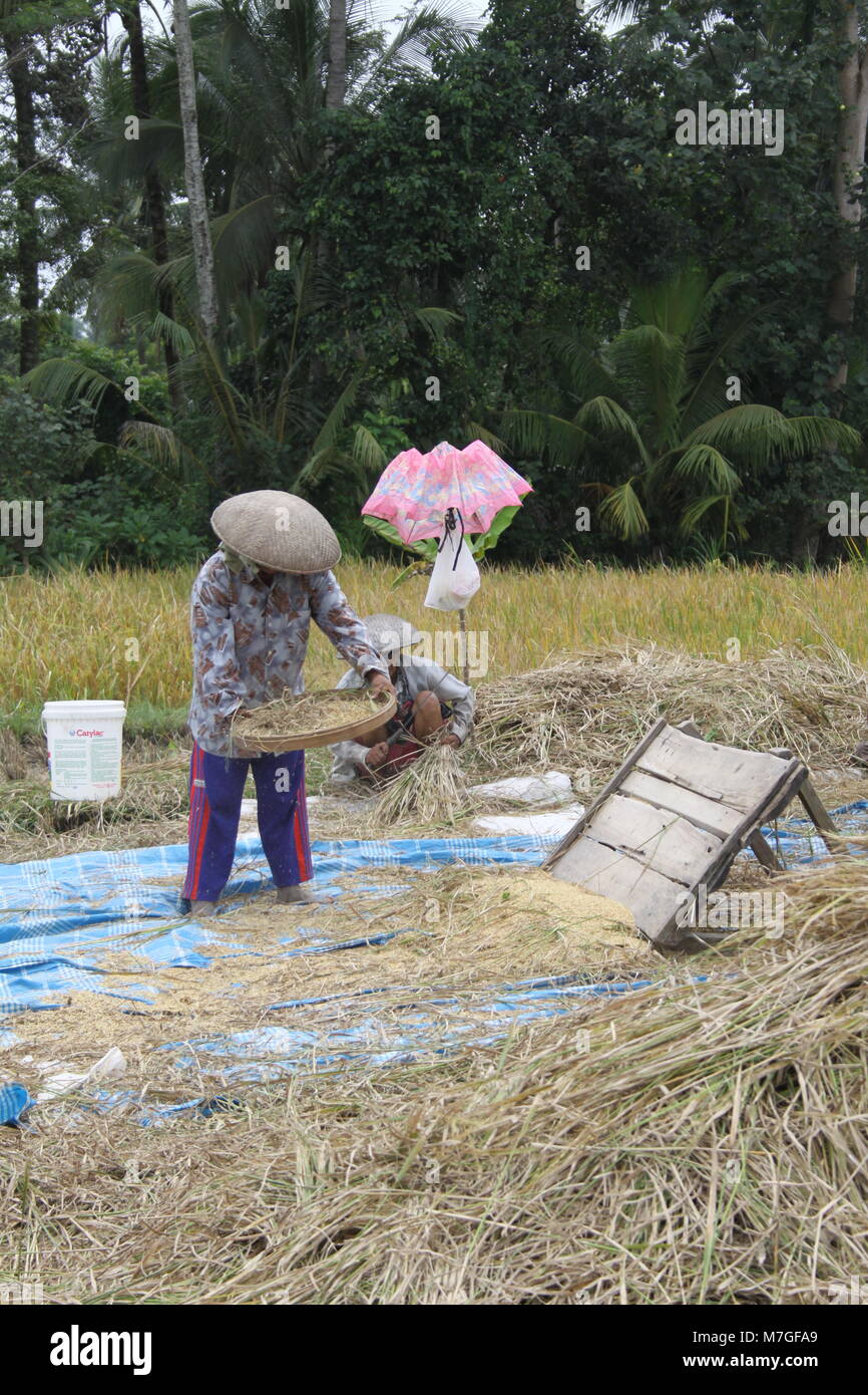 Sawa bali indonesia hi-res stock photography and images - Alamy