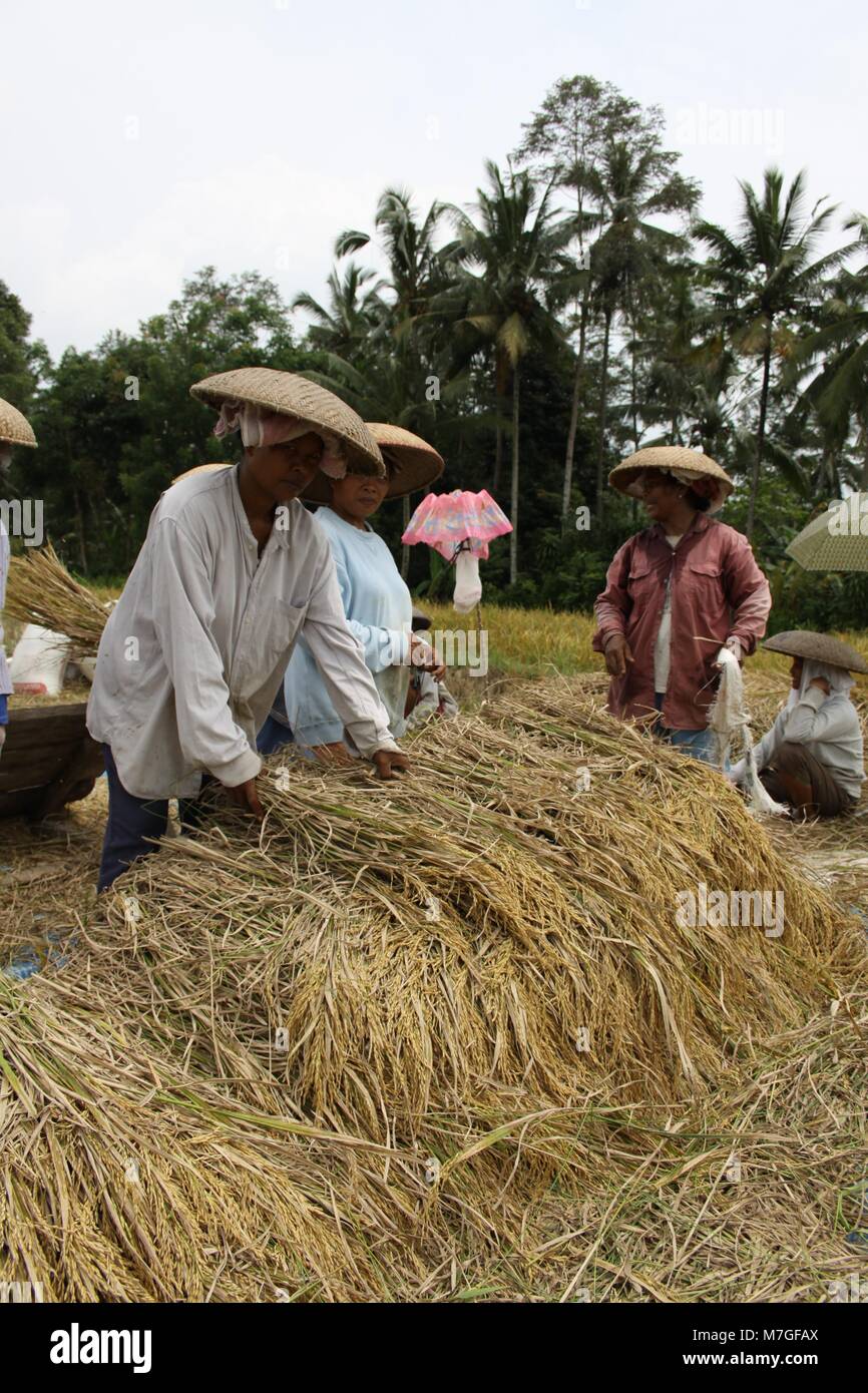 Women harvesting rice on the rice paddy Stock Photo - Alamy