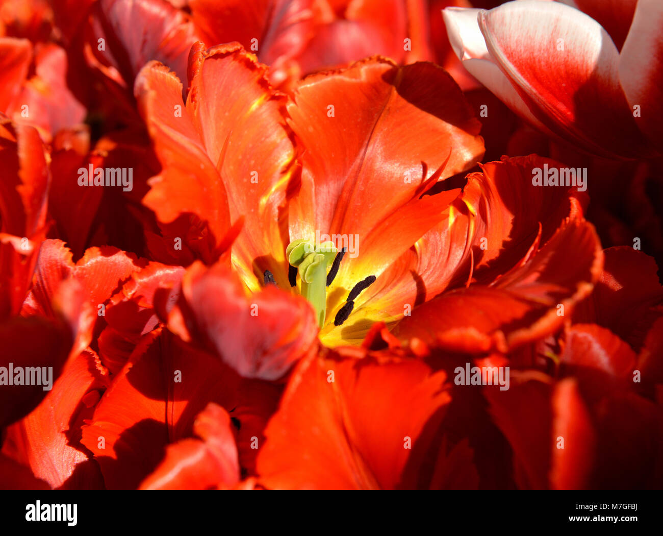 Tulip Parrot Rococo Stock Photo - Alamy