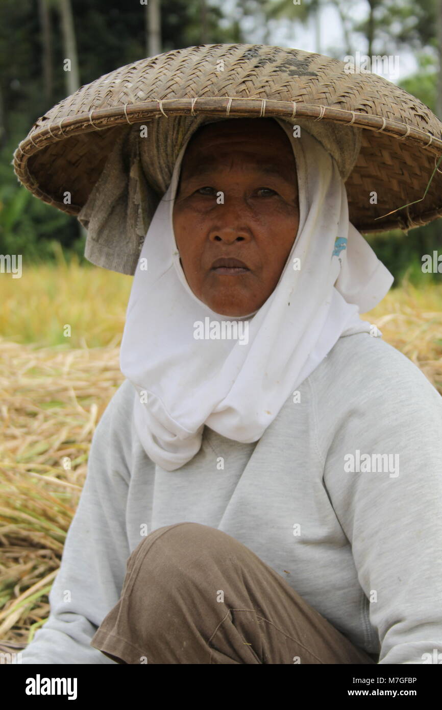 Woman harvesting rice on the rice paddy Stock Photo - Alamy