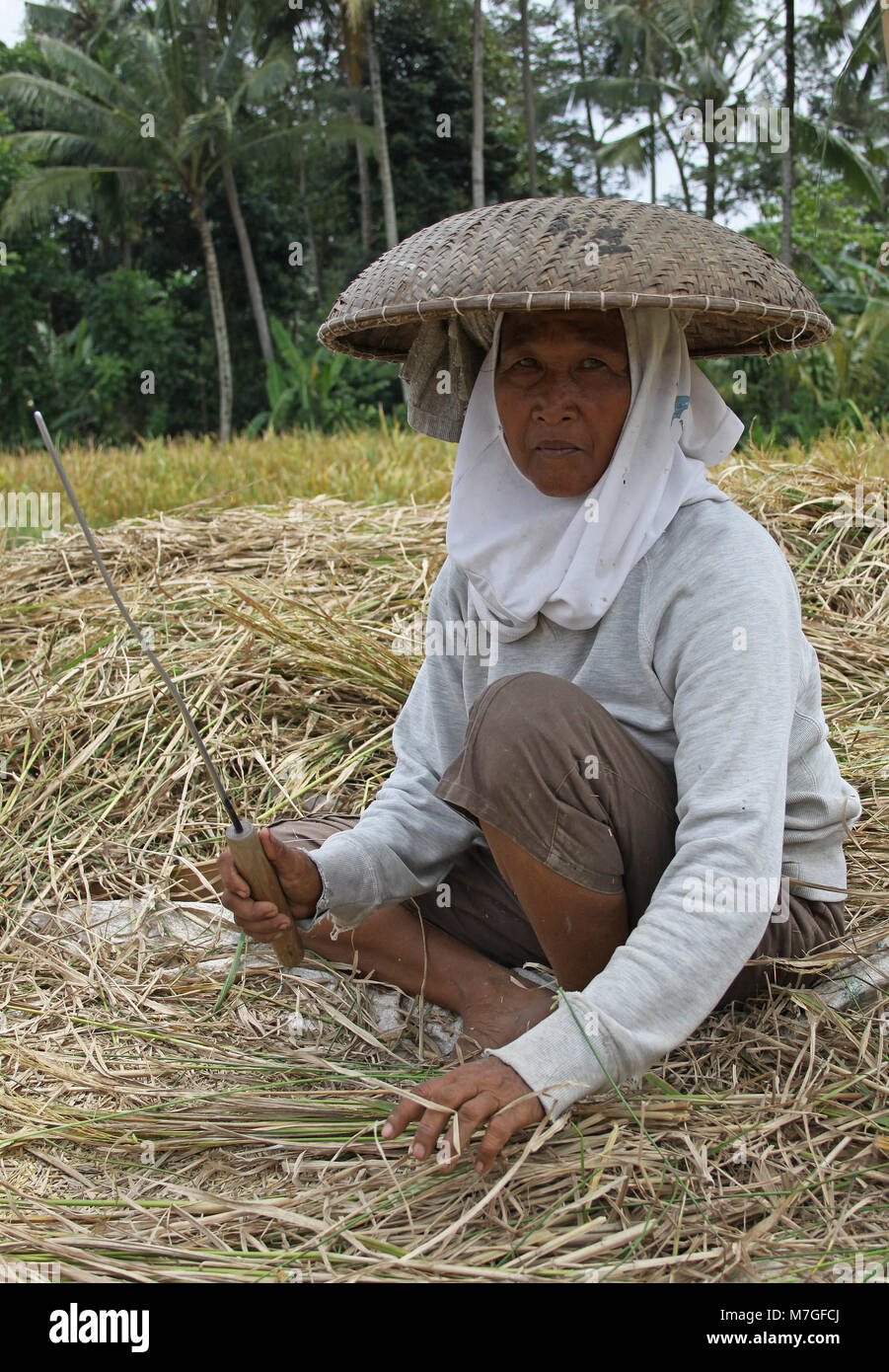 Woman harvesting rice on the rice paddy Stock Photo - Alamy