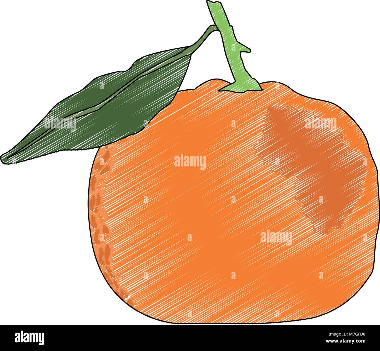 Tangerine citric fruit vector illustration graphic design Stock Vector ...