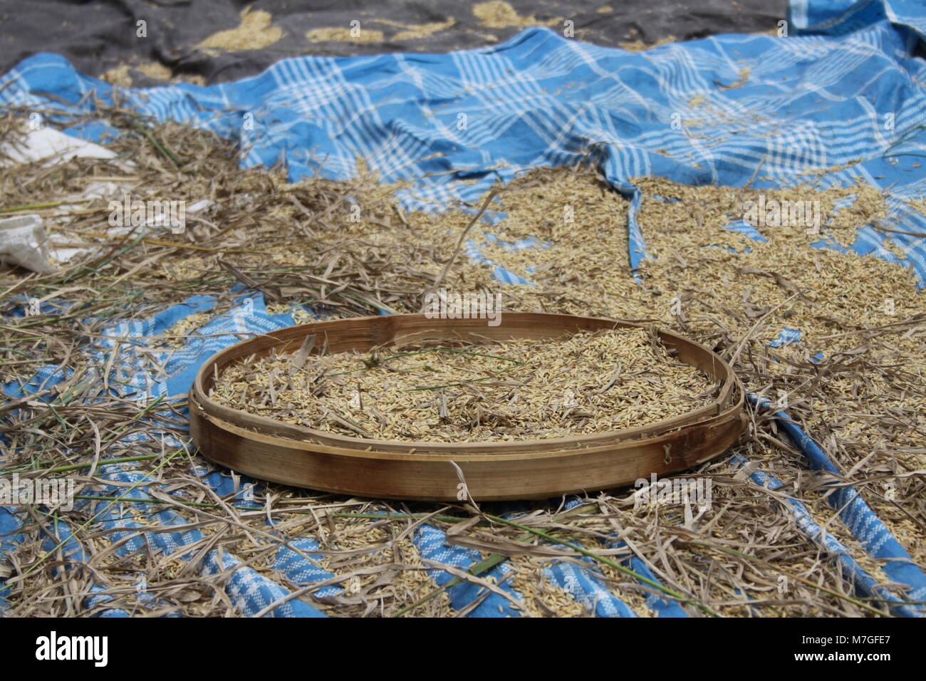 harvested rice on the rice paddy Stock Photo - Alamy