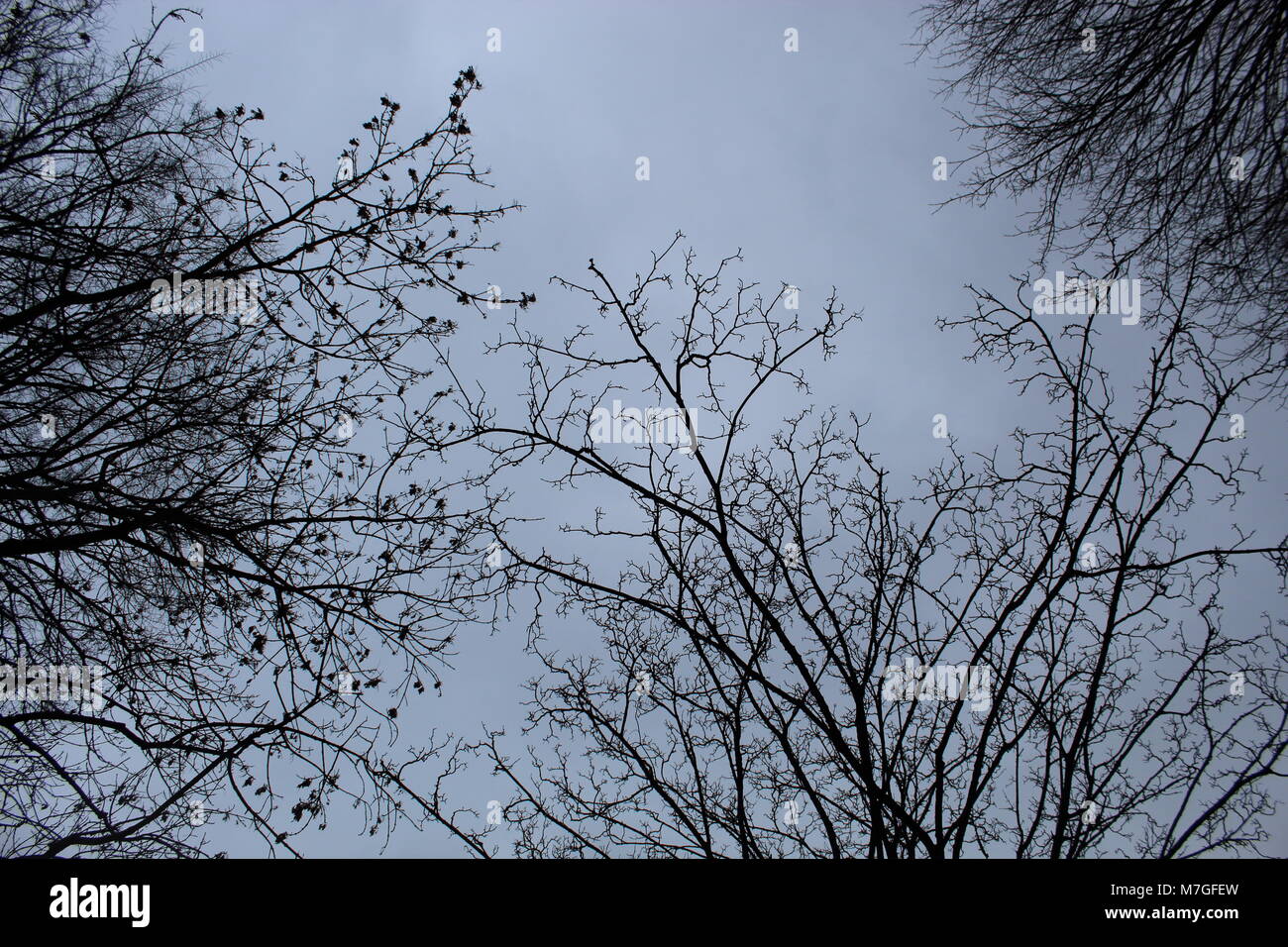 Sad picture of the woods on the sky background Stock Photo - Alamy