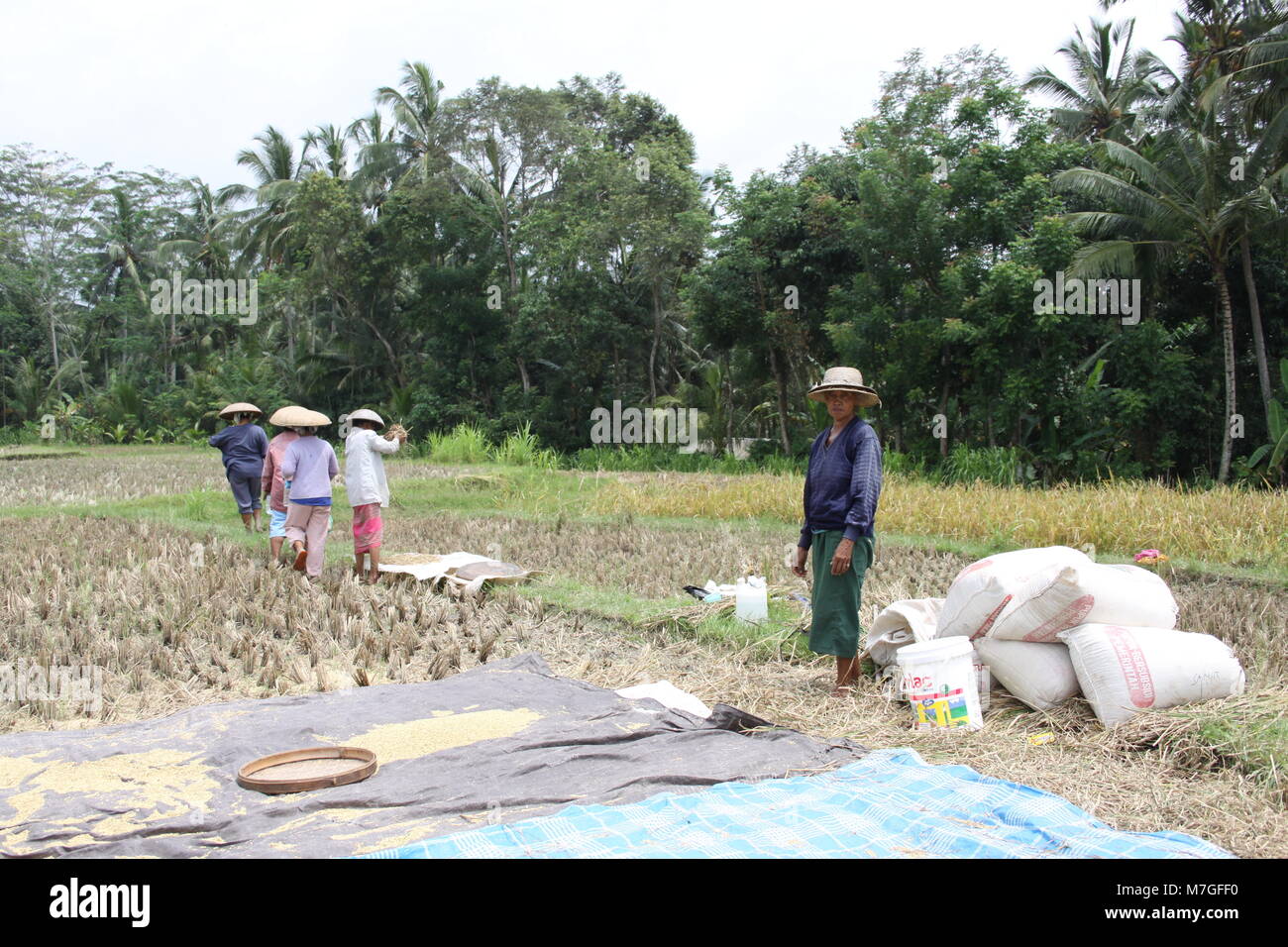 Women harvesting rice on the rice paddy Stock Photo - Alamy