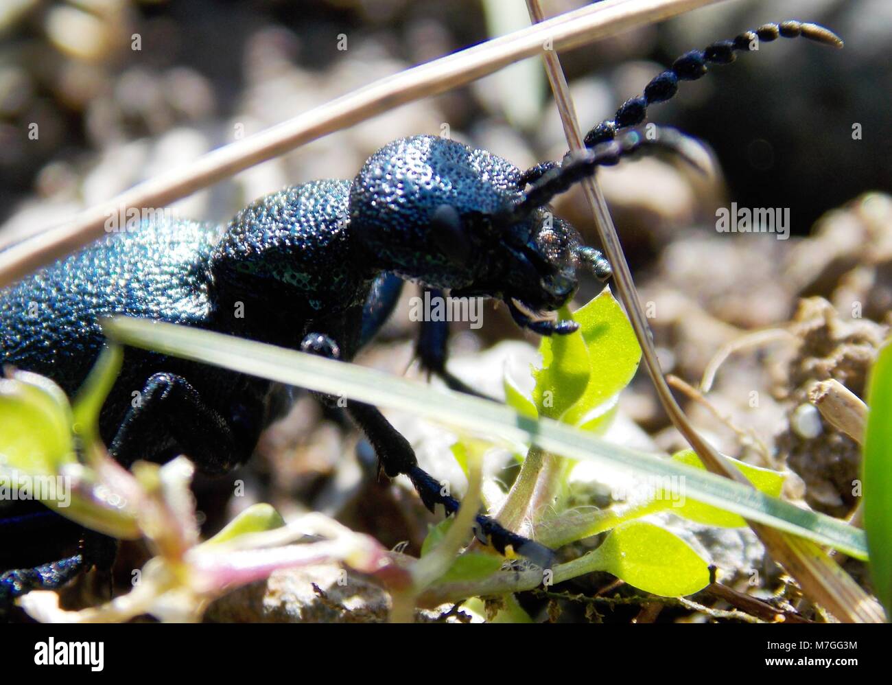 blue beetle in the grass Stock Photo - Alamy