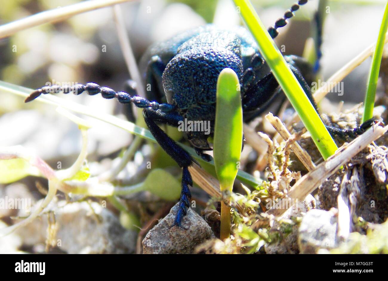 blue beetle in the grass Stock Photo - Alamy