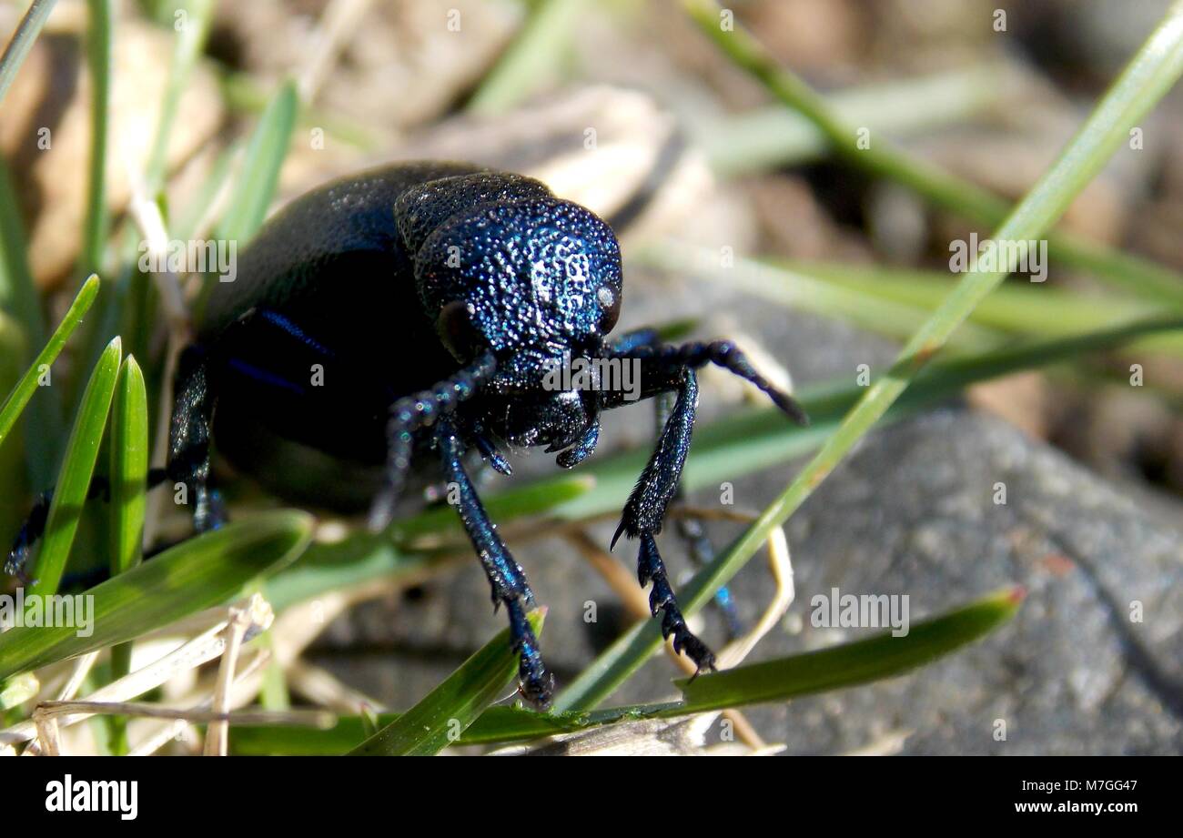 blue beetle in the grass Stock Photo - Alamy