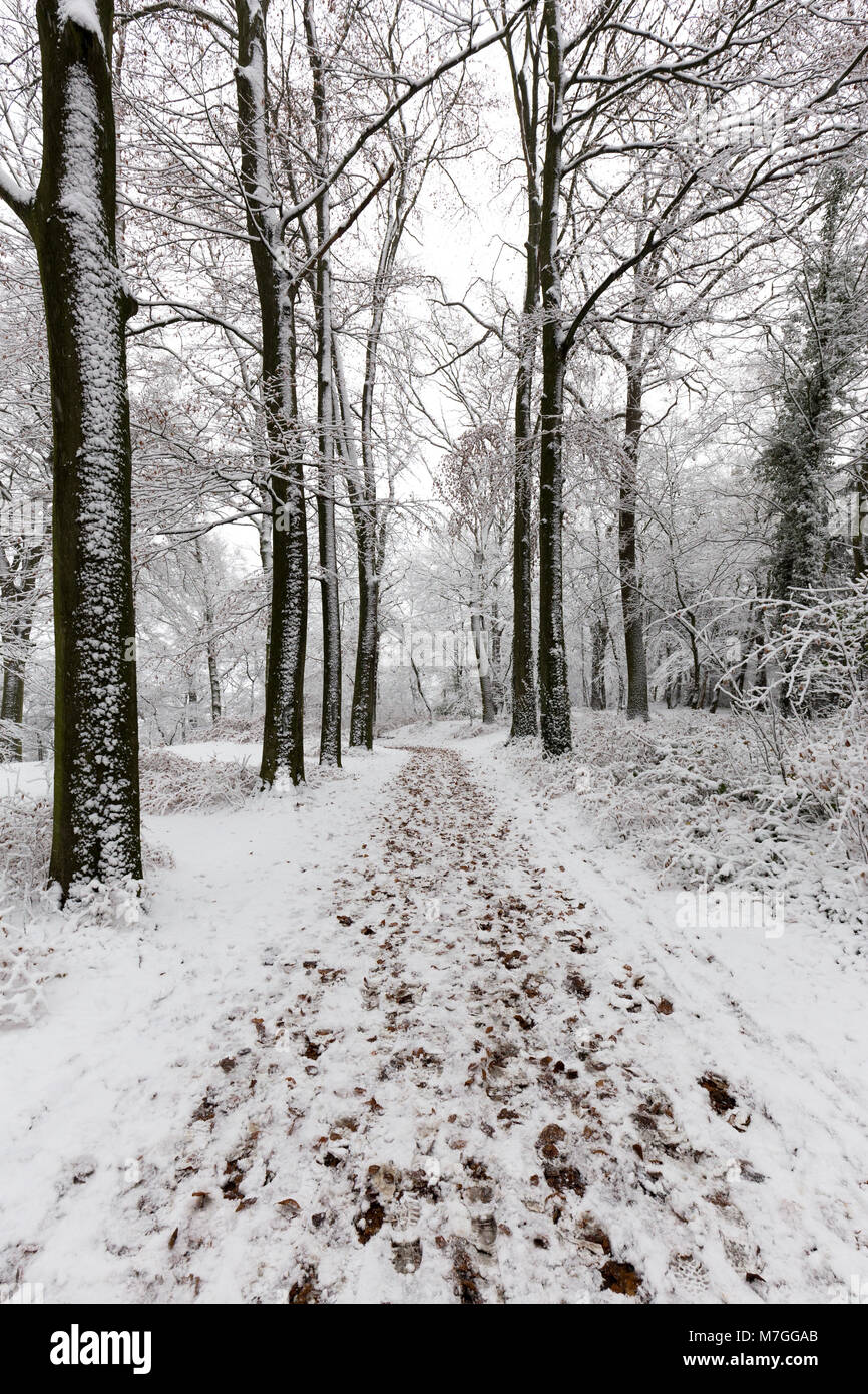Trail in the forest, winter time with snow Stock Photo - Alamy