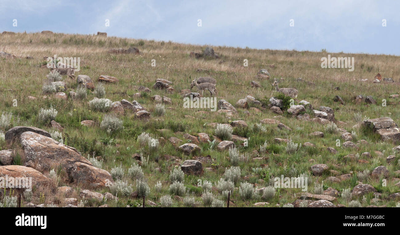 Four well-camouflaged Grey Rheboks, Pelea capreolus, among the rocks in ...