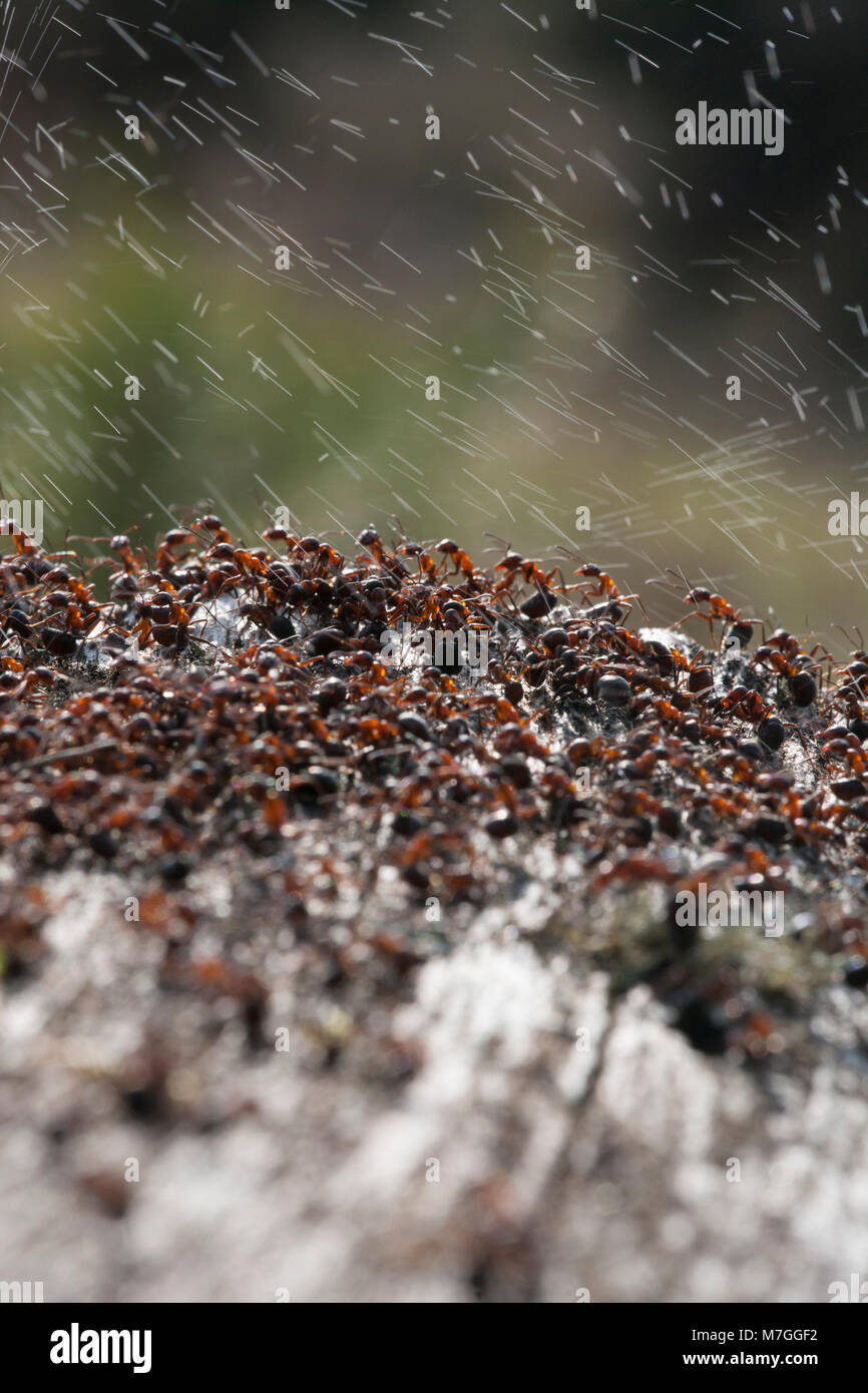 Formic acid ants spray hi-res stock photography and images - Alamy