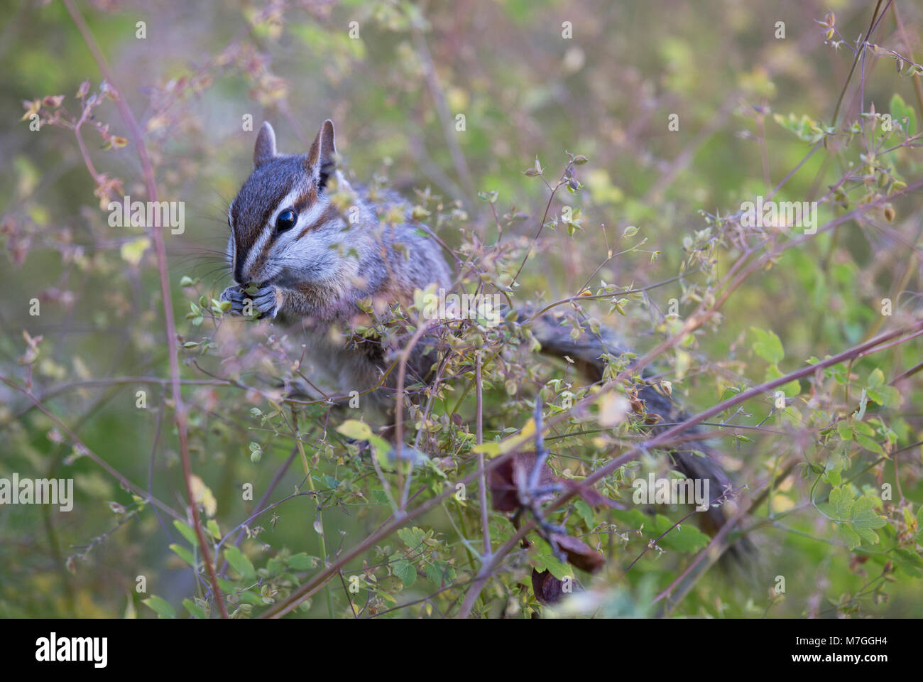 Cliff chipmunk (Tamias dorsalis), Grand Canyon Village, Arizona, USA ...