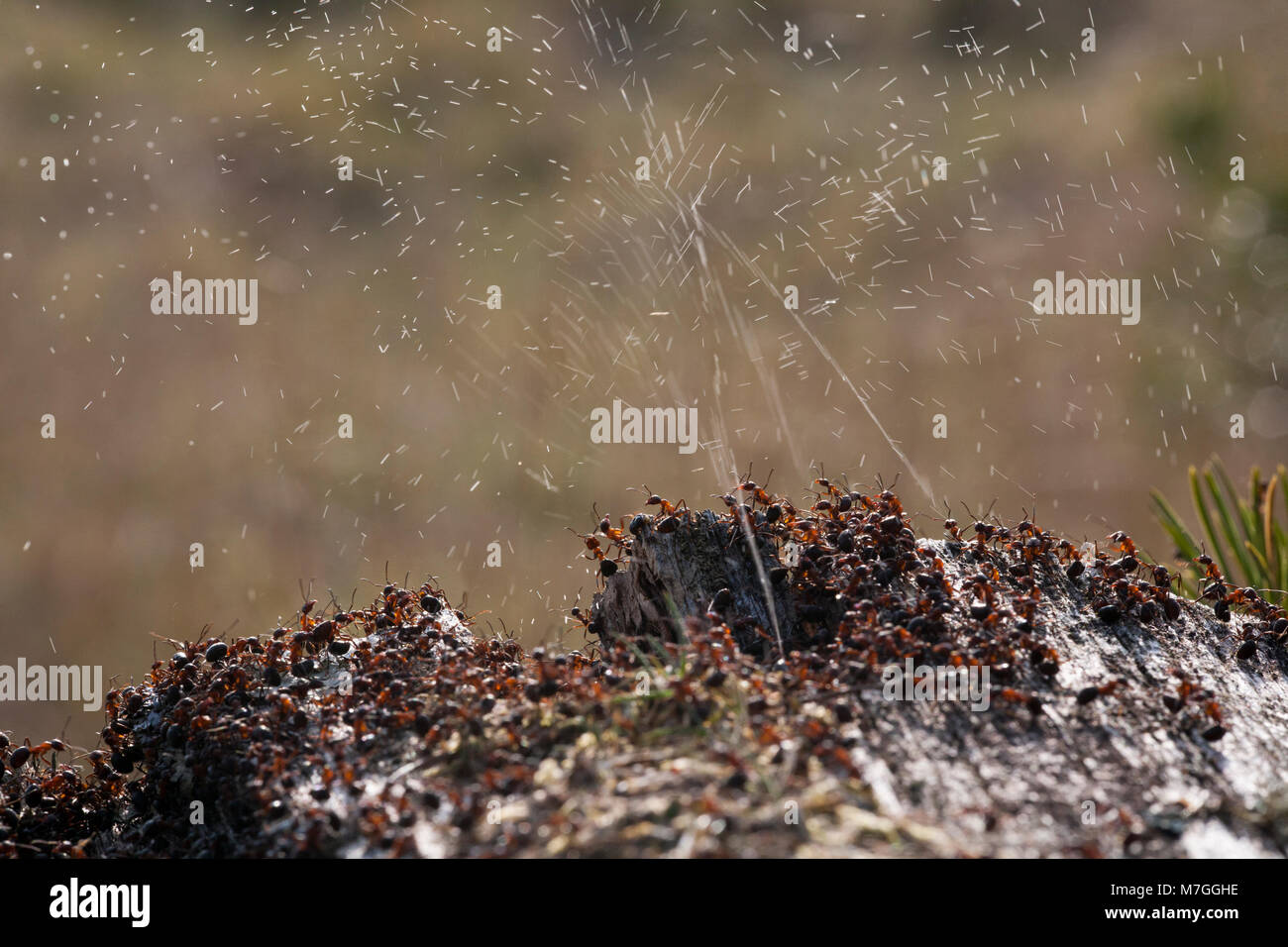 Ant Acid High Resolution Stock Photography and Images - Alamy