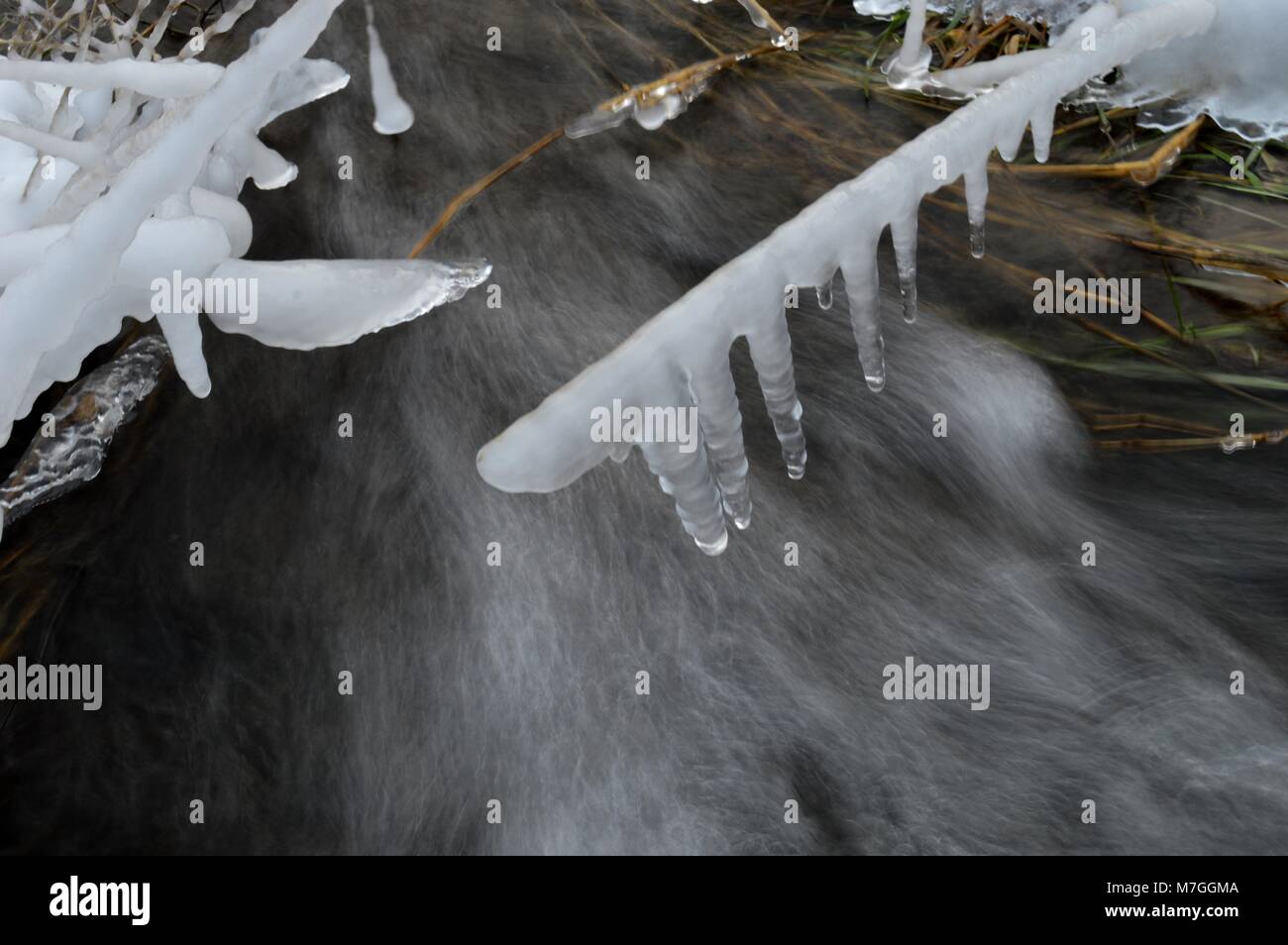 plants with ice in the river Stock Photo - Alamy