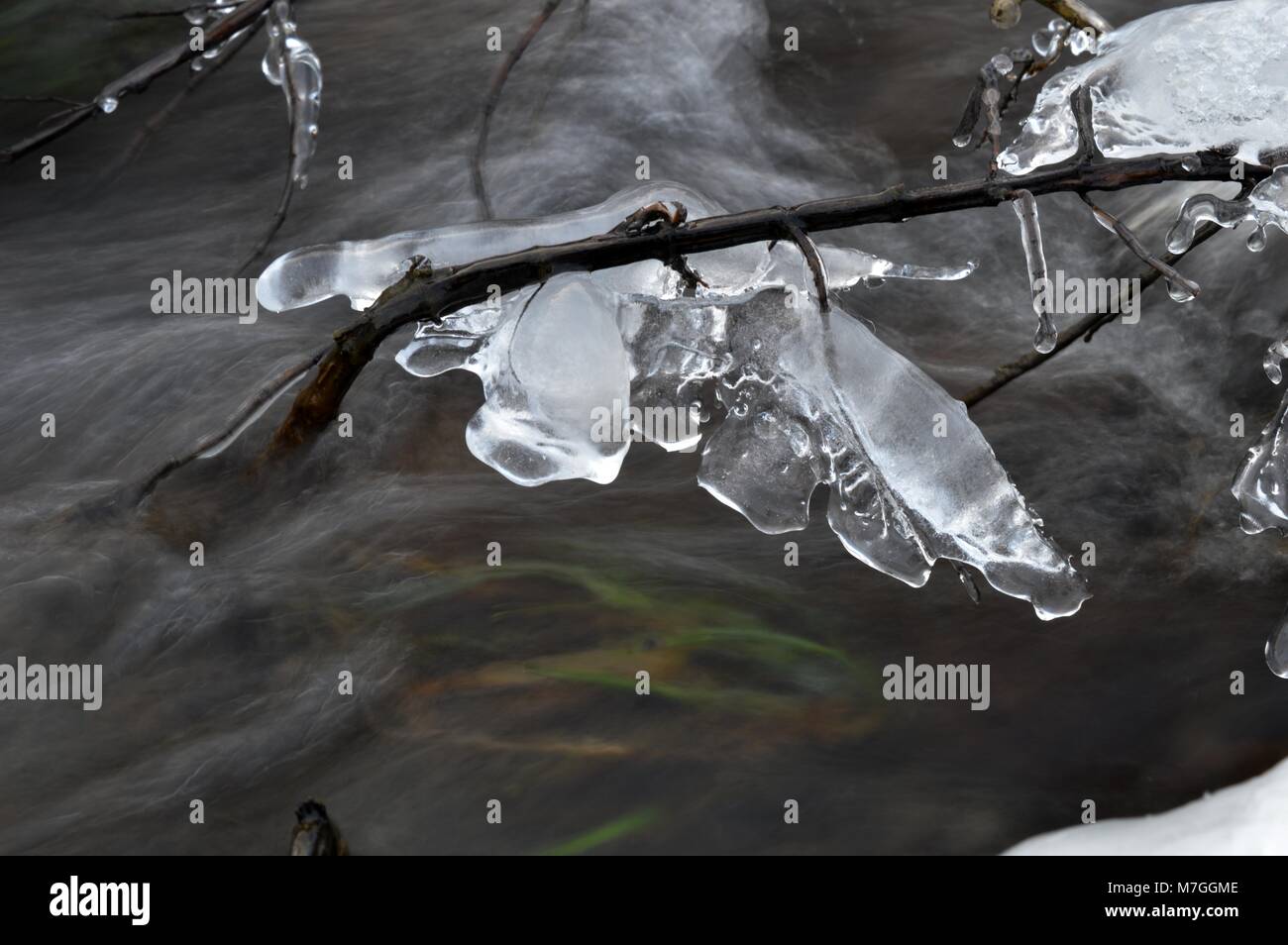 plants with ice in the river Stock Photo - Alamy