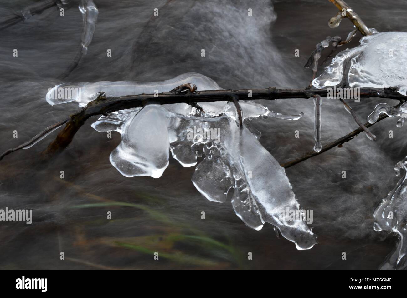 plants with ice in the river Stock Photo - Alamy