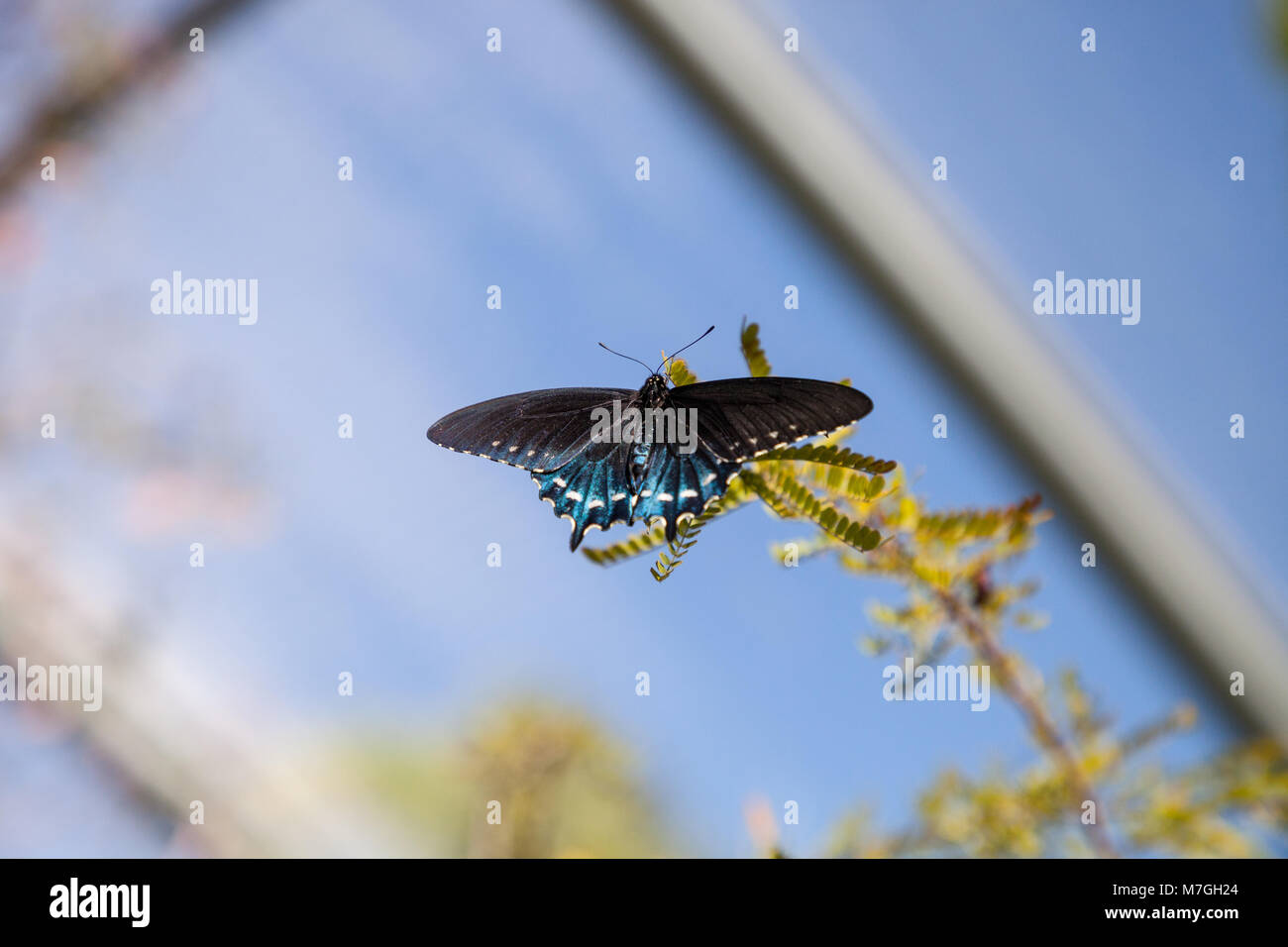 Pipevine Swallowtail butterfly Battus philenor clings to a vine plant ...
