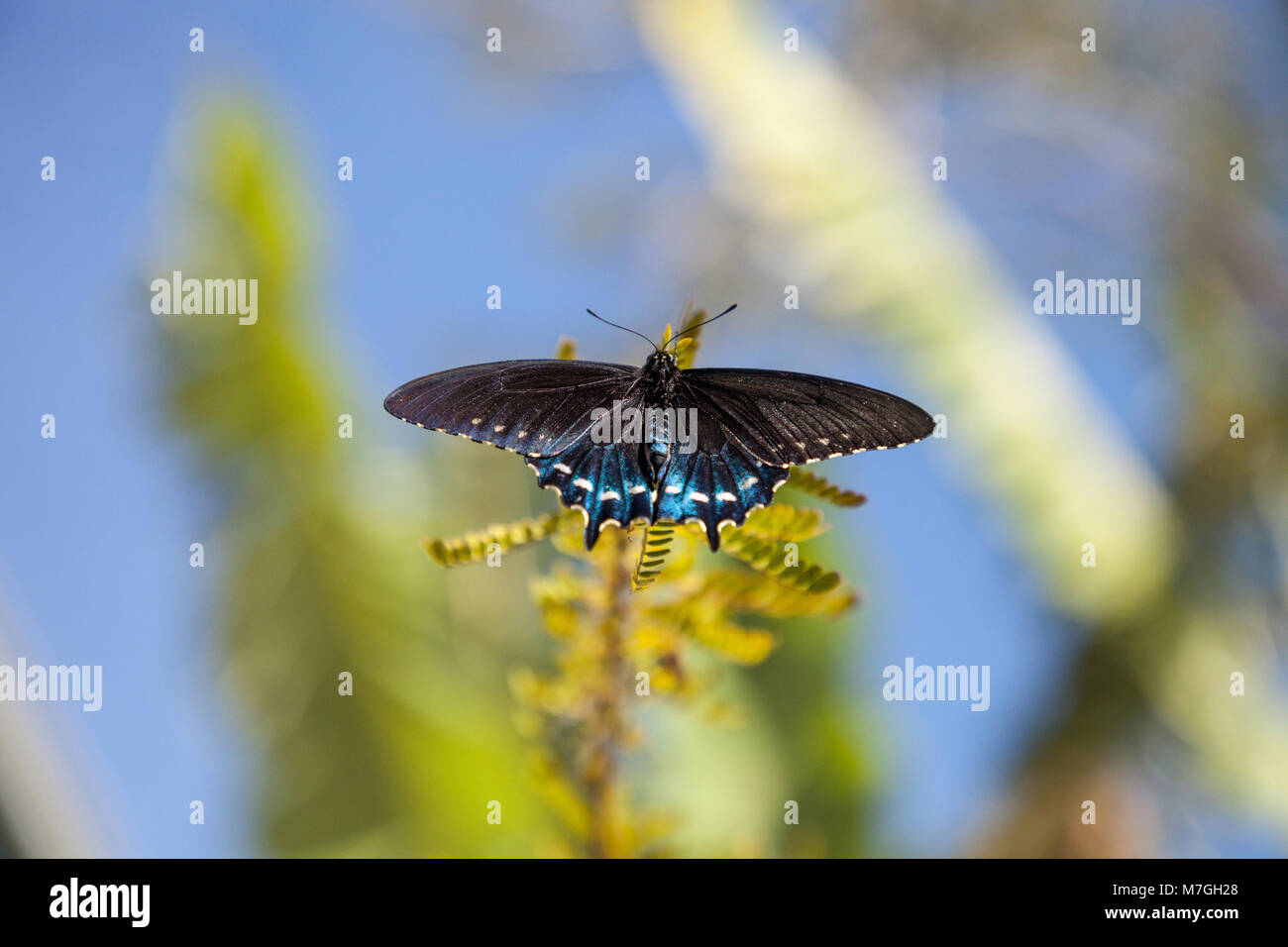 Pipevine Swallowtail butterfly Battus philenor clings to a vine plant ...