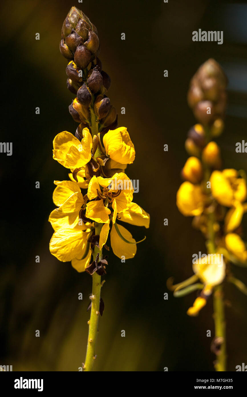 Popcorn senna hi-res stock photography and images - Alamy