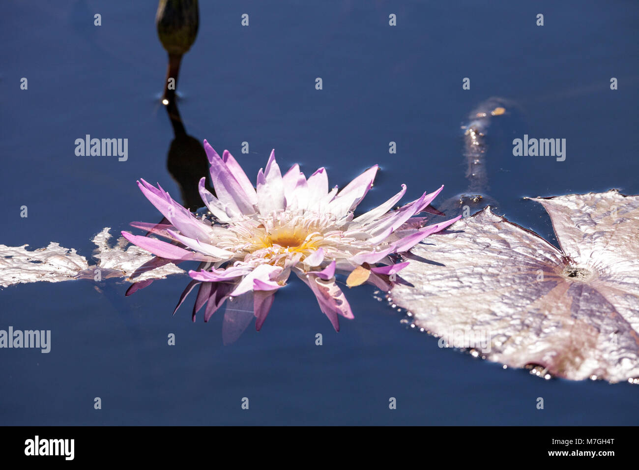 Pale Purple Water lily Nymphaeaceae blossoms among lily pads on a pond ...