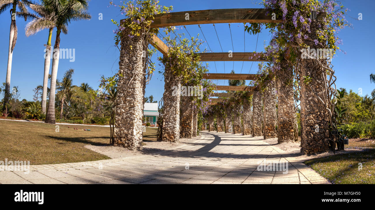 Naples, Florida, USA – March 4, 2018: Purple flowers known as queen’s ...