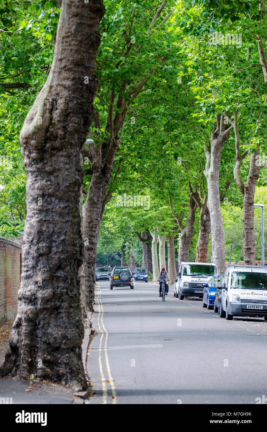 Tree lined street in Cambridge, UK Stock Photo - Alamy
