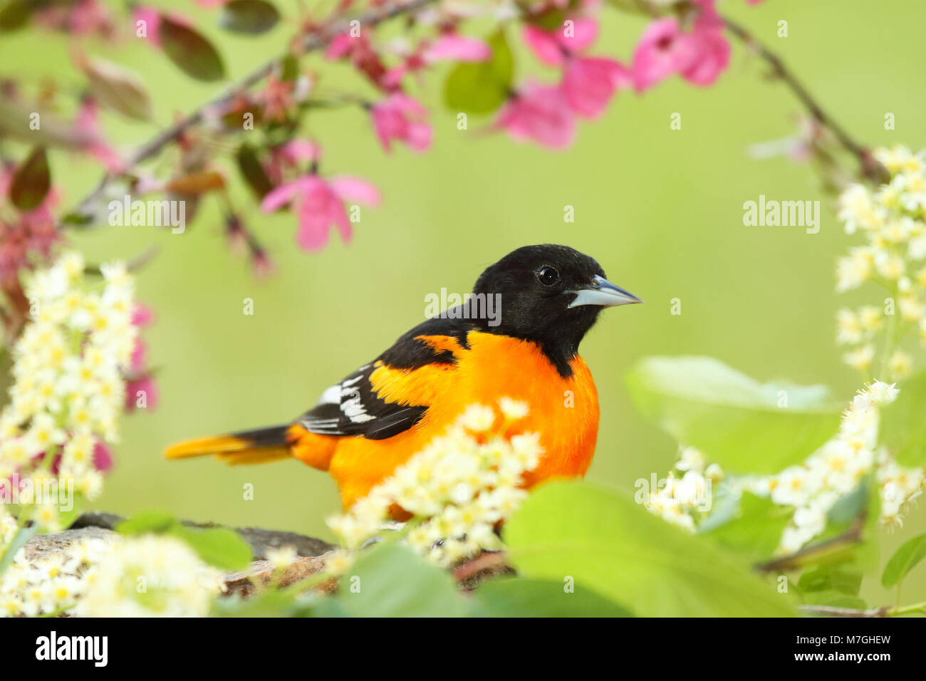 A male Baltimore Oriole ringed by flowers during spring in the ...