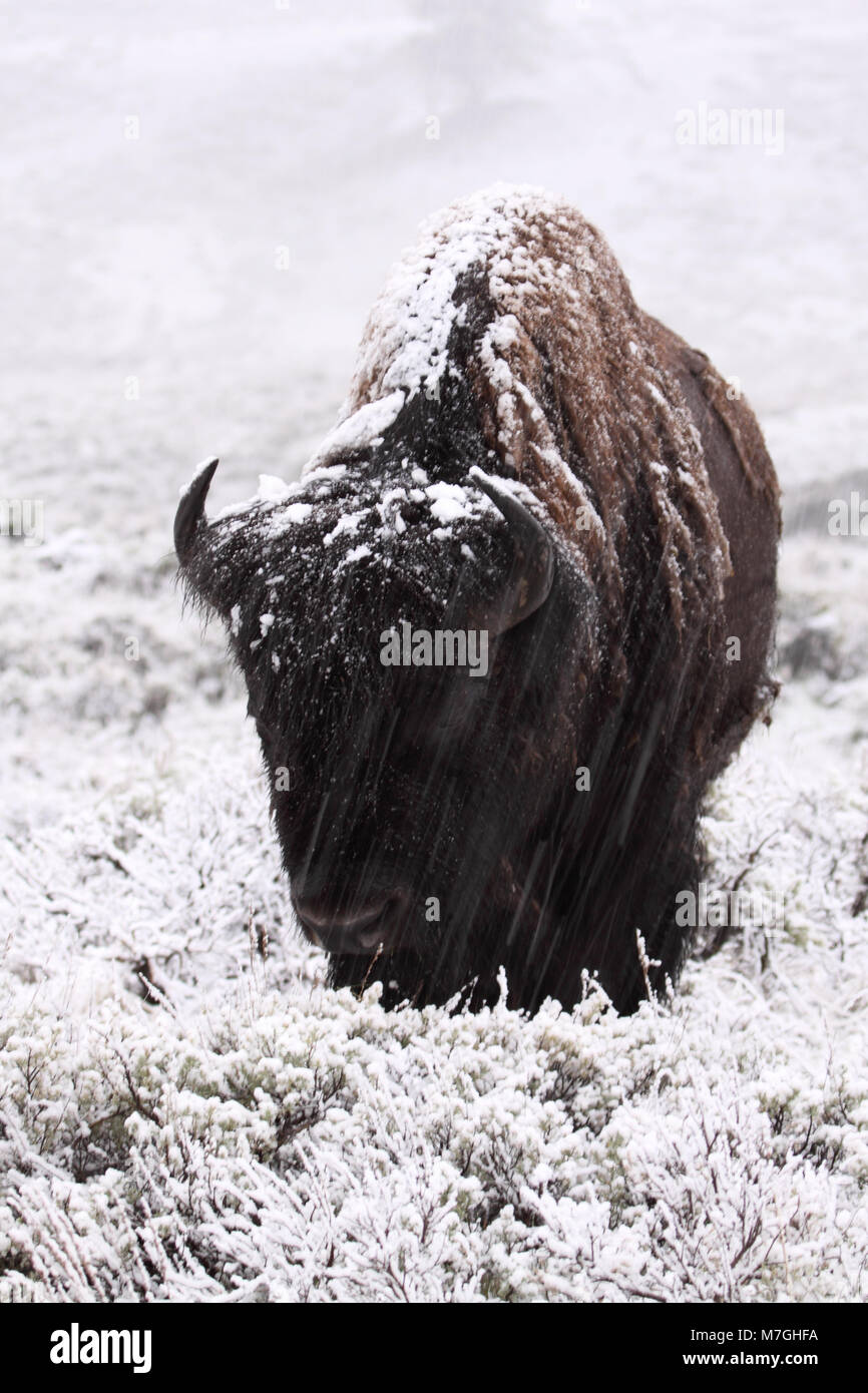 Gorgeous bison hi-res stock photography and images - Alamy