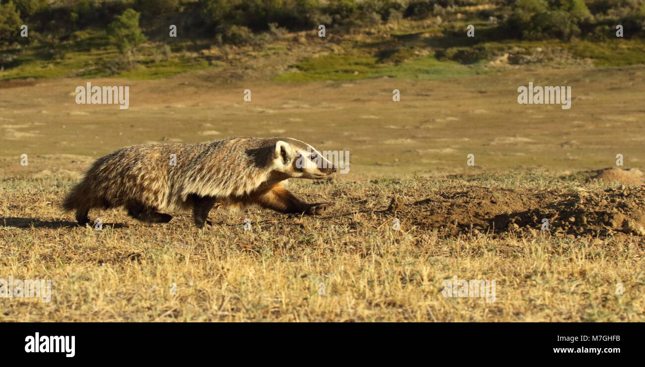 American badger den hi-res stock photography and images - Alamy