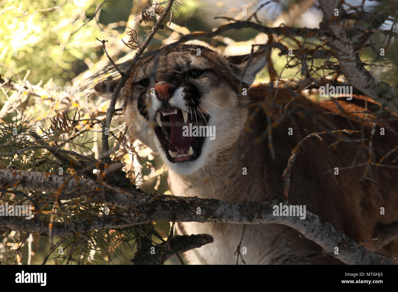 Cougar growling on a tree in Willey Folk, Spring City Canyon, Utah ...