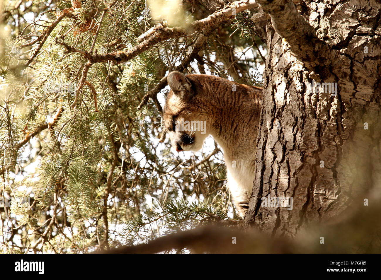 A photo of a Cougar on a tree from Willey Folk, Spring City Canyon ...