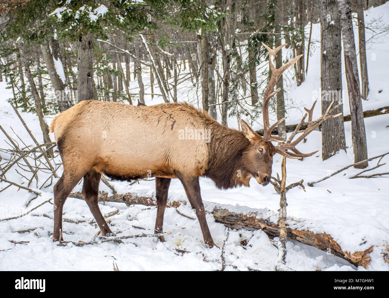 Rattling hi-res stock photography and images - Alamy
