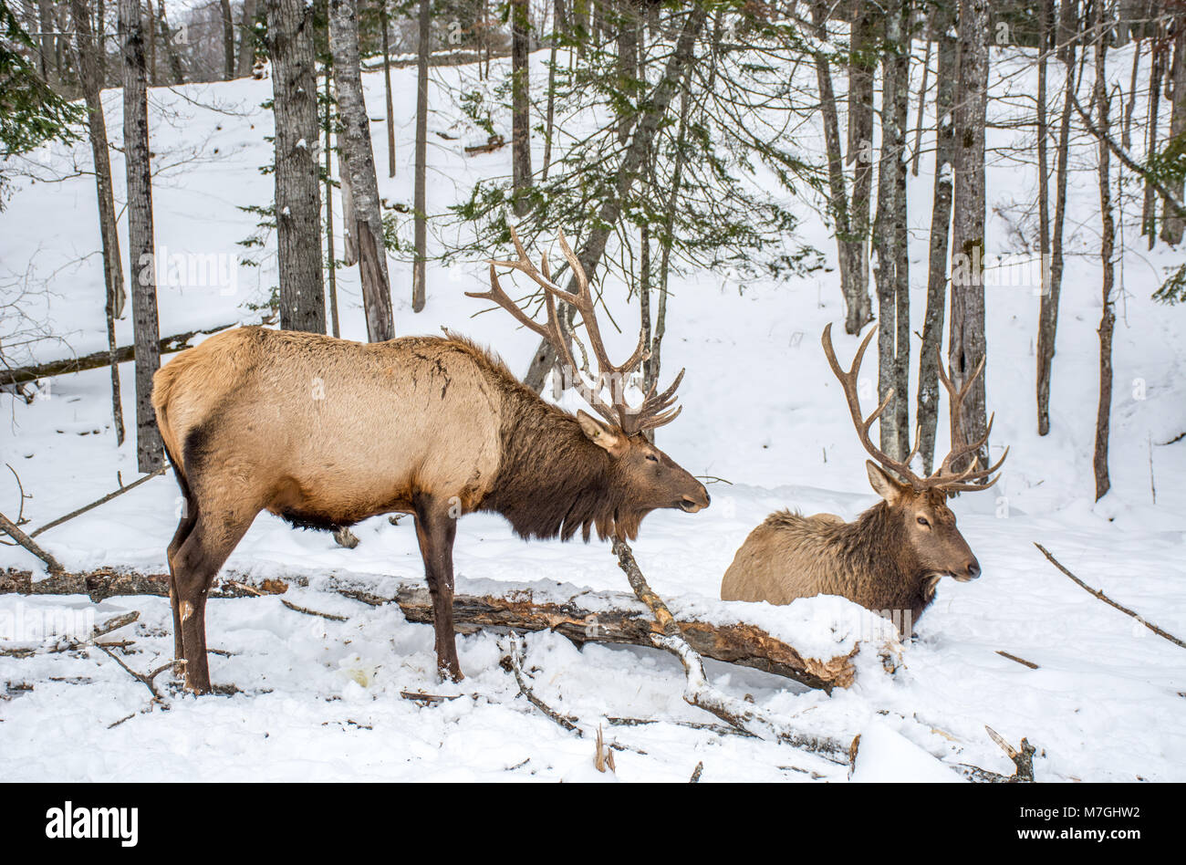 Rattling hi-res stock photography and images - Alamy