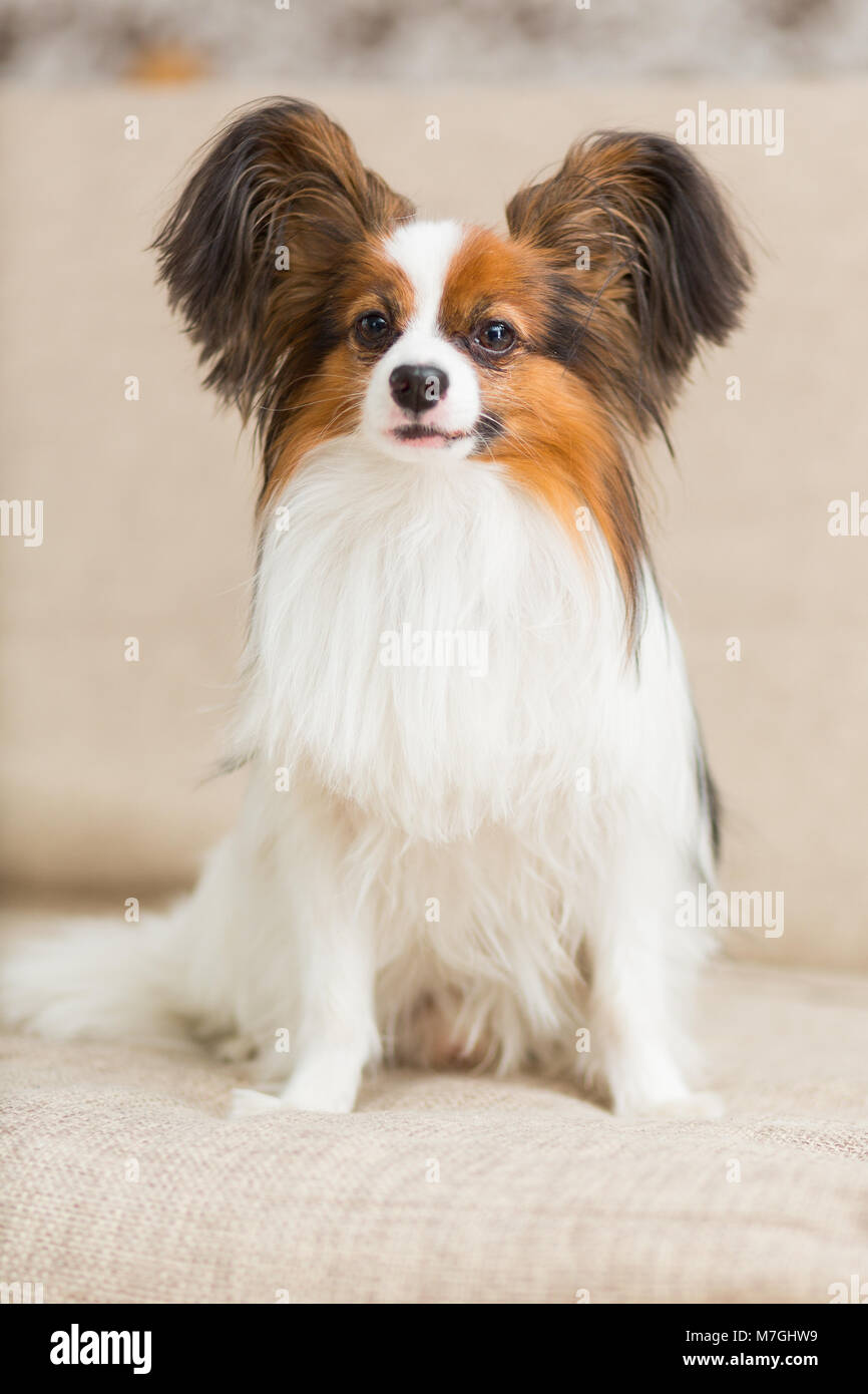 Papillon dog sitting on the couch holding up his ears Stock Photo - Alamy